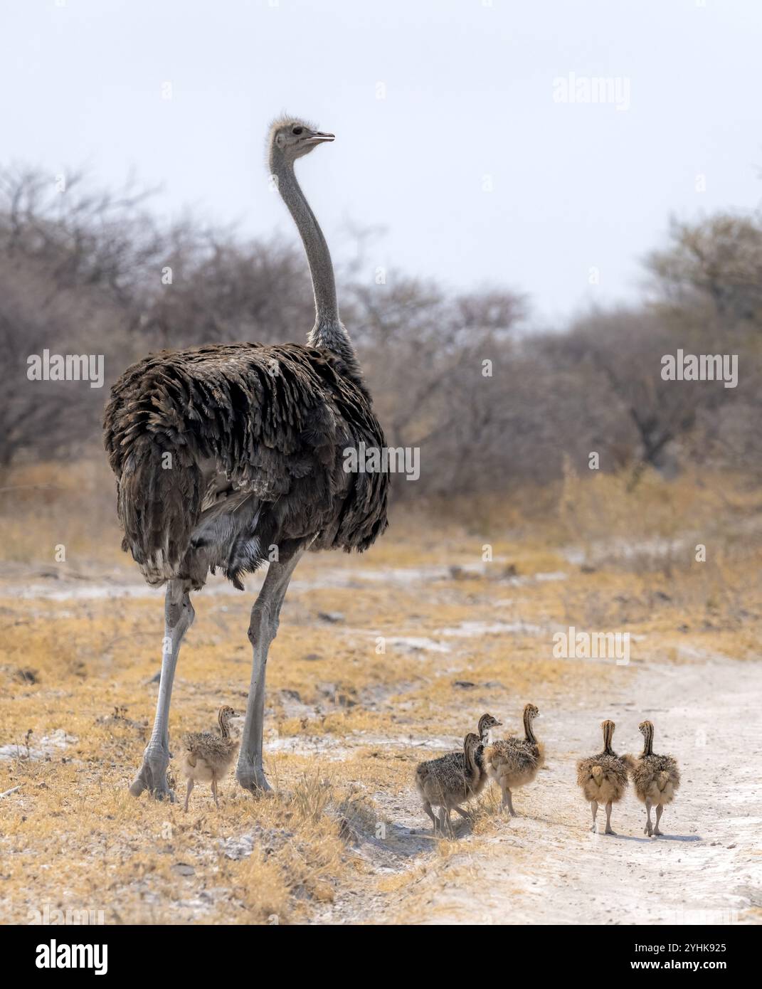 Common ostrich (Struthio camelus), adult female with young, chicks ...