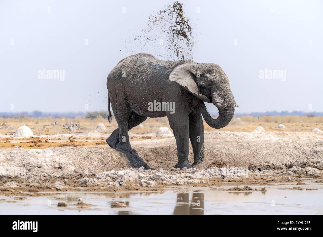 African savanna elephant water splash hi-res stock photography and ...