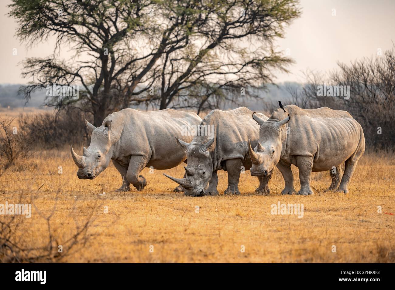 Southern white rhinoceros (Ceratotherium simum simum), three rhinos in ...
