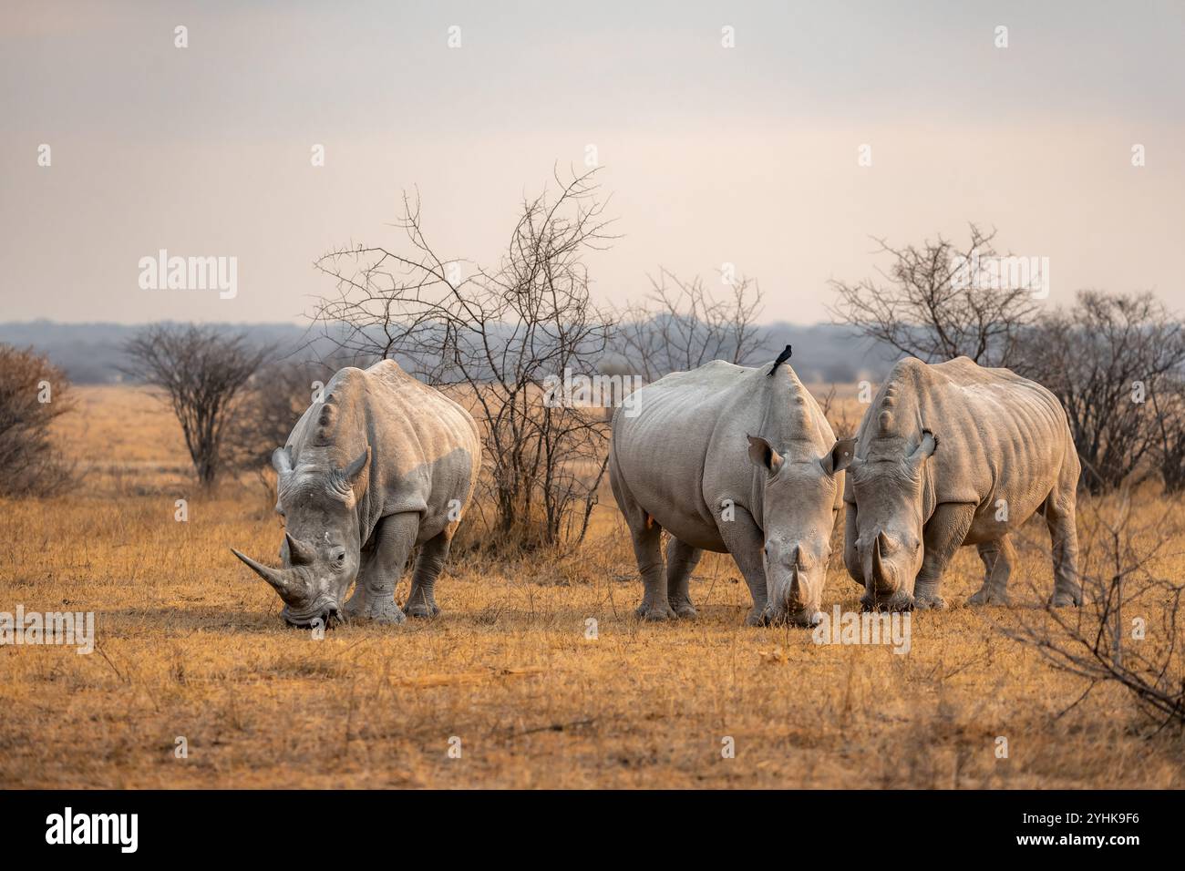 Southern white rhinoceros (Ceratotherium simum simum), three rhinos in ...