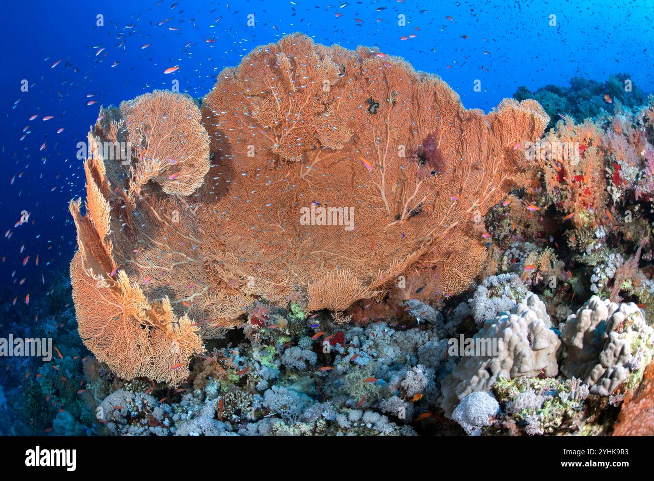 Giant gorgonians of the genus Annella. Coral reef. Ras Muhammad ...