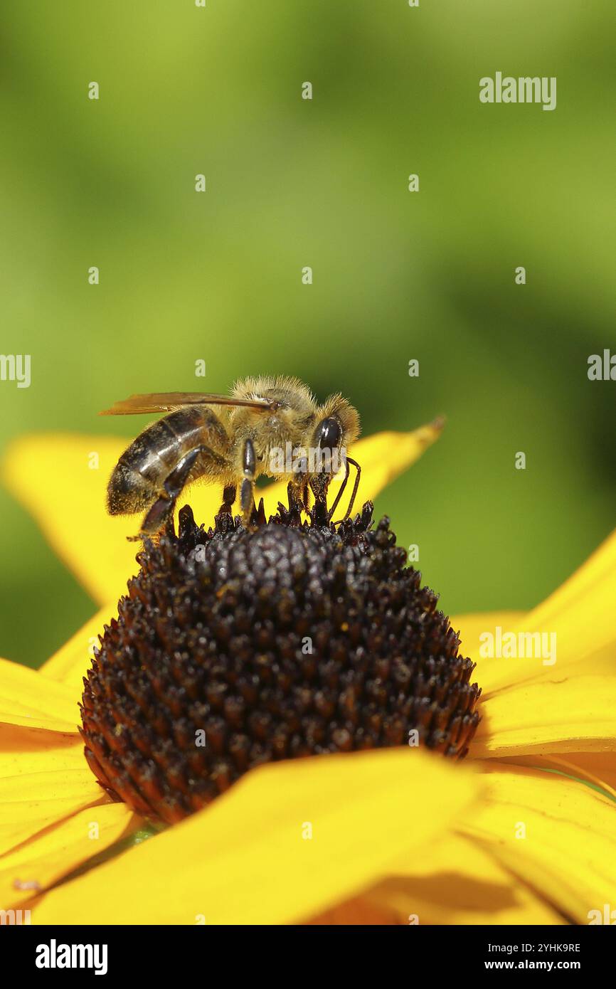 European honey bee (Apis mellifera), collecting nectar from a flower of ...