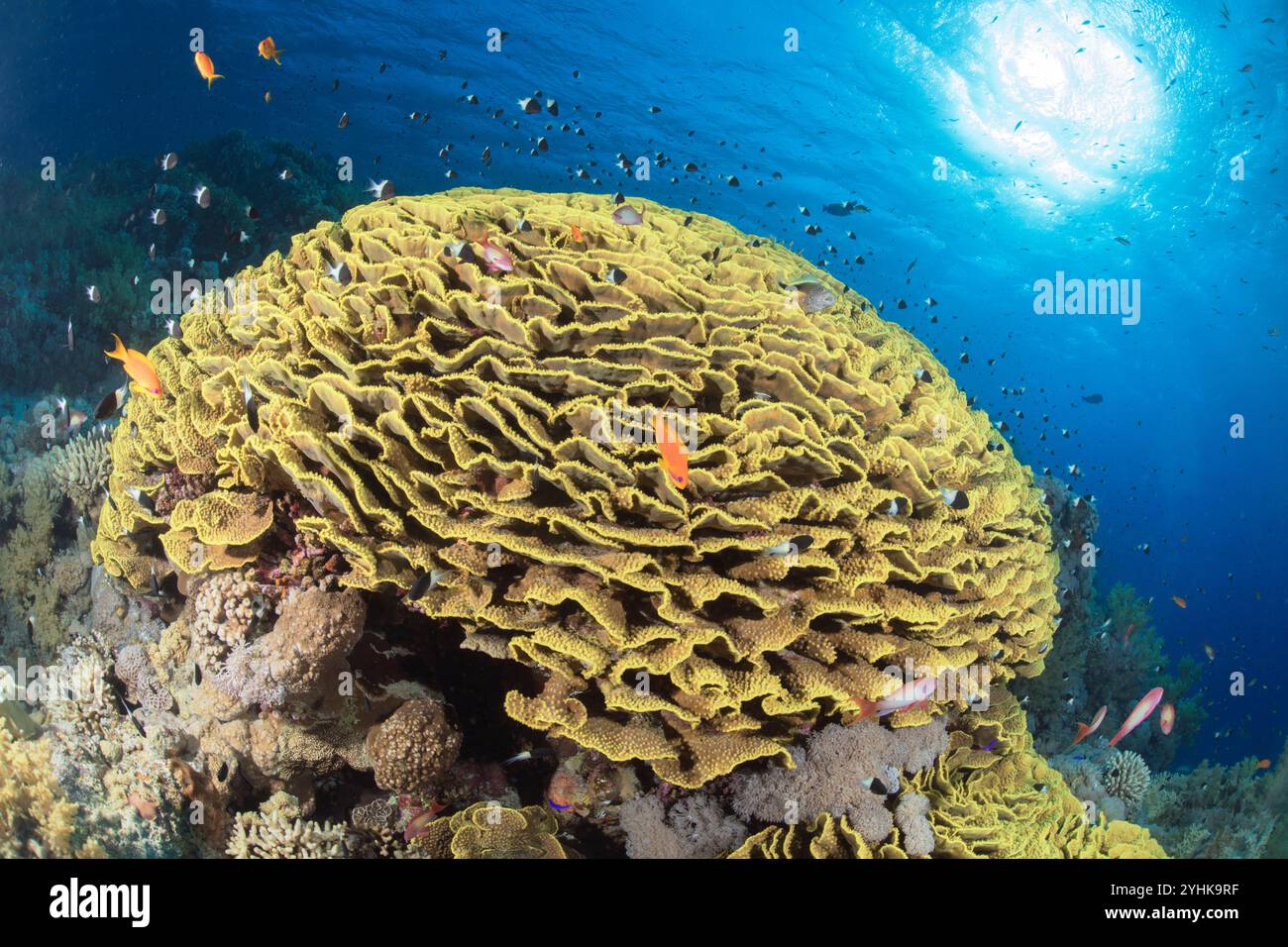 Yellow scroll coral, coral lettuce (Turbinaria reniformis). Coral reef ...