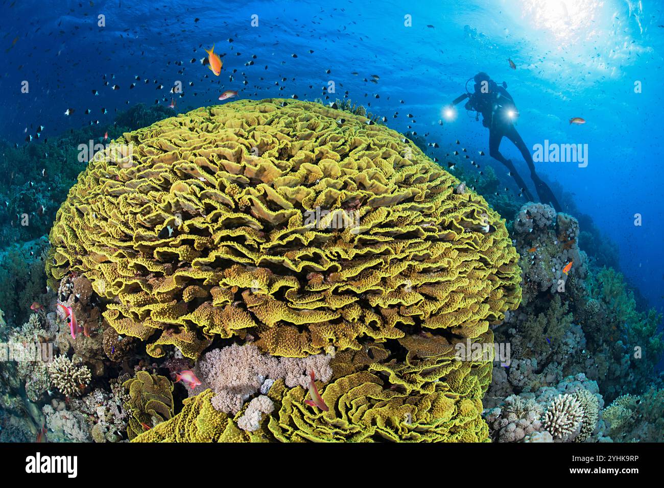 Yellow scroll coral, coral lettuce (Turbinaria reniformis). Coral reef ...