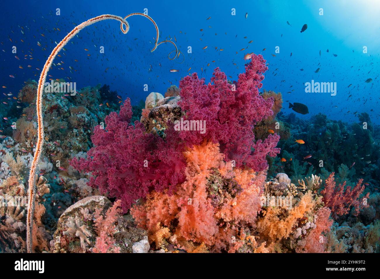 Soft coral (Dendronephthya sp) and whip coral (Junceella sp). Coral ...