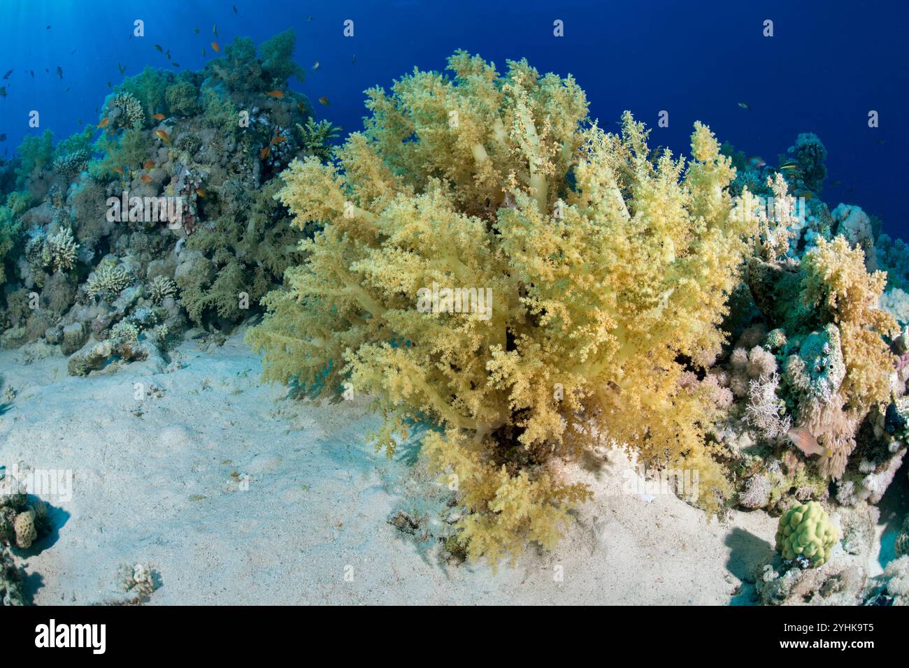 Soft coral (Dendronephthya sp). Coral reef. Ras Muhammad National Park ...