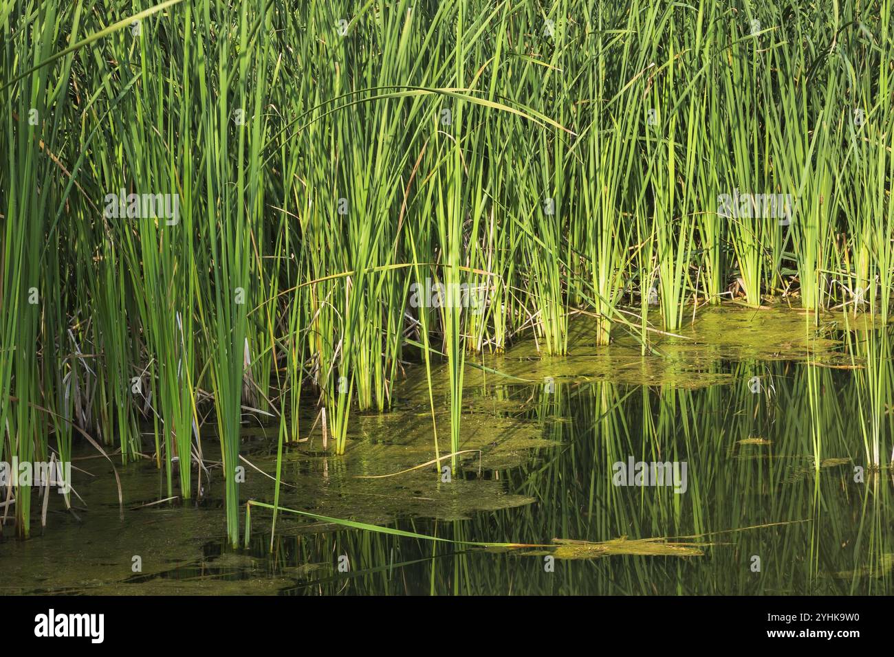 Typha latifolia, Common Cattails growing in pond overgrown with ...