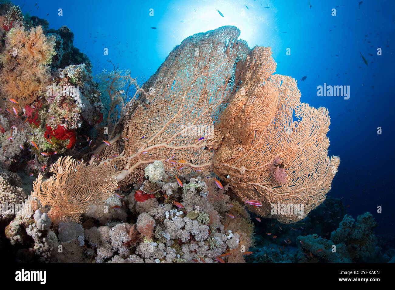 Giant gorgonians of the genus Annella. Coral reef. Ras Muhammad ...