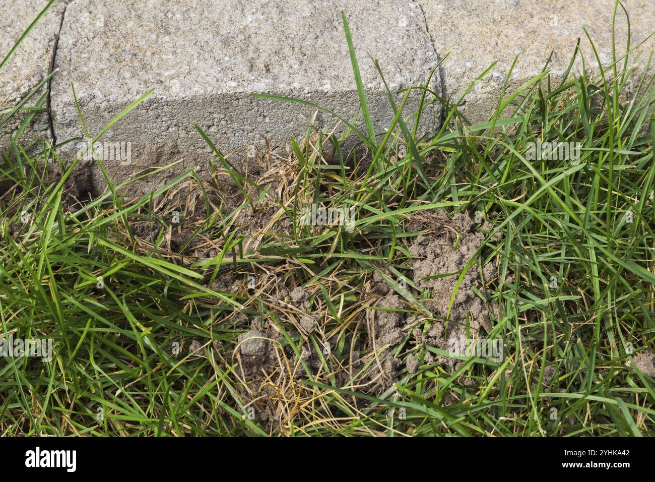 Close-up of Poa pratensis, Kentucky Bluegrass lawn dug up by a Mephitis ...