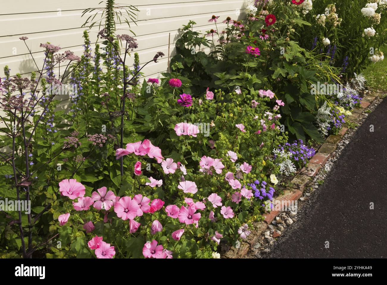 Lavatera 'Twins Hot Pink', Mallow, Ageratum houstonianum 'Aloha Blue ...