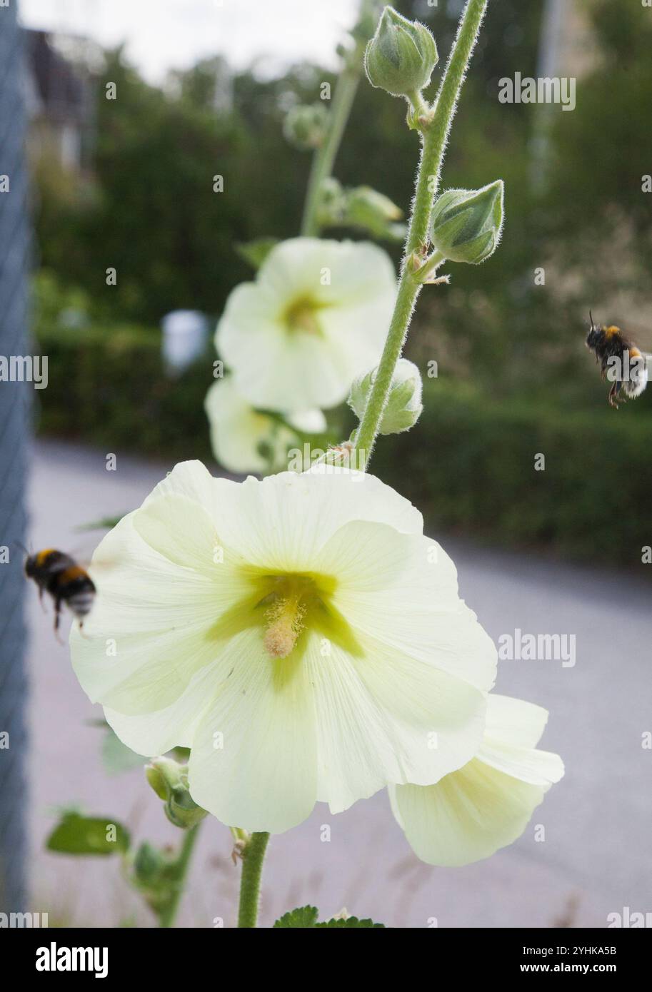 Rugosa garden hi-res stock photography and images - Alamy