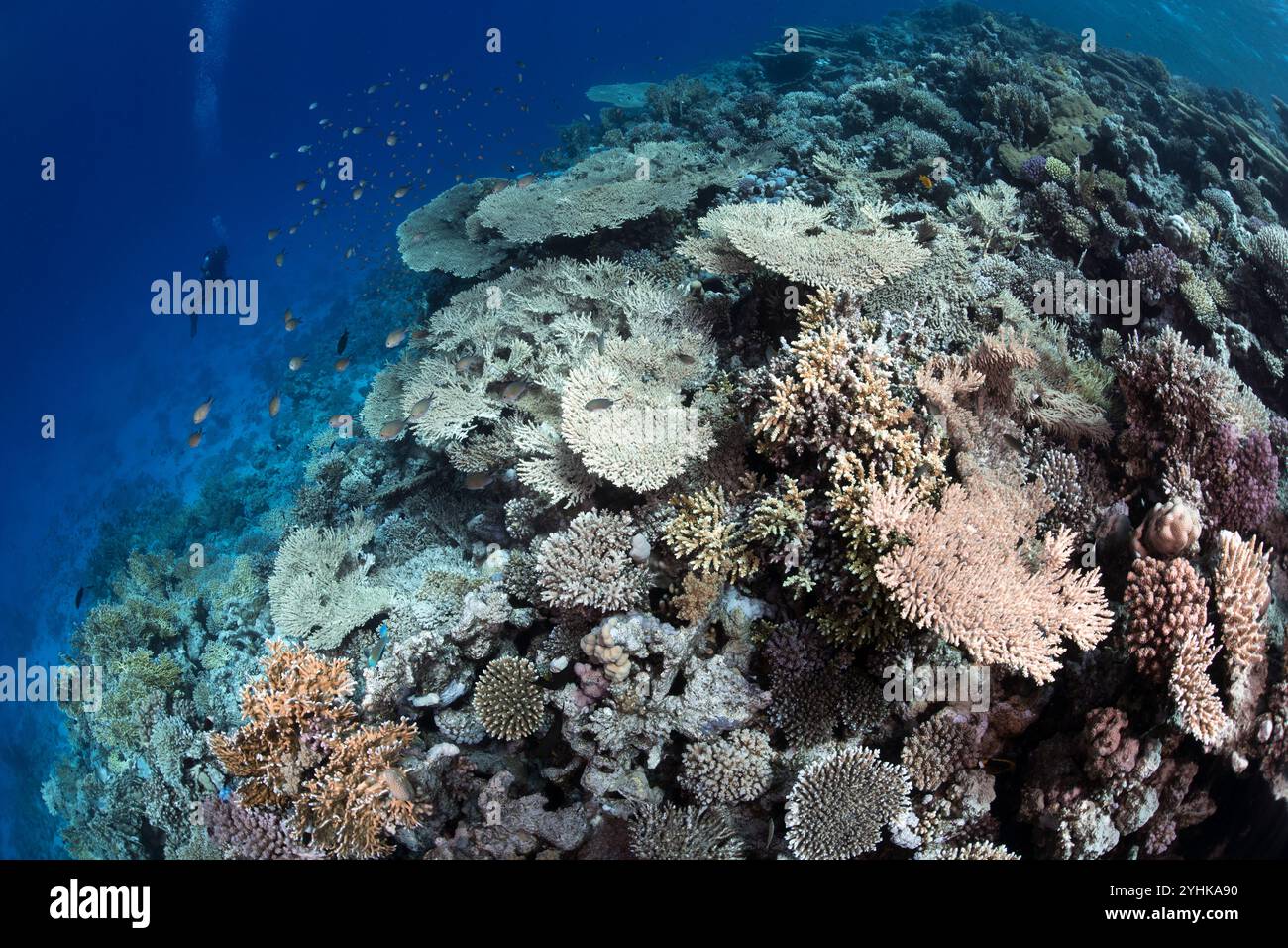 Table coral of the genus Acropora. Coral reef, corals. Ras Muhammad ...