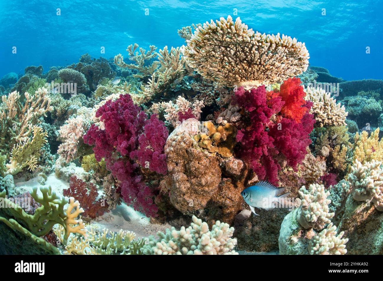 Coral reef, corals. Ras Muhammad National Park (Sharm Al Sheikh - Raas ...