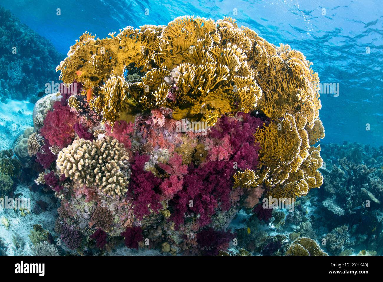Fire coral (Millepora sp) and soft coral (Dendronephthya sp). Fire ...