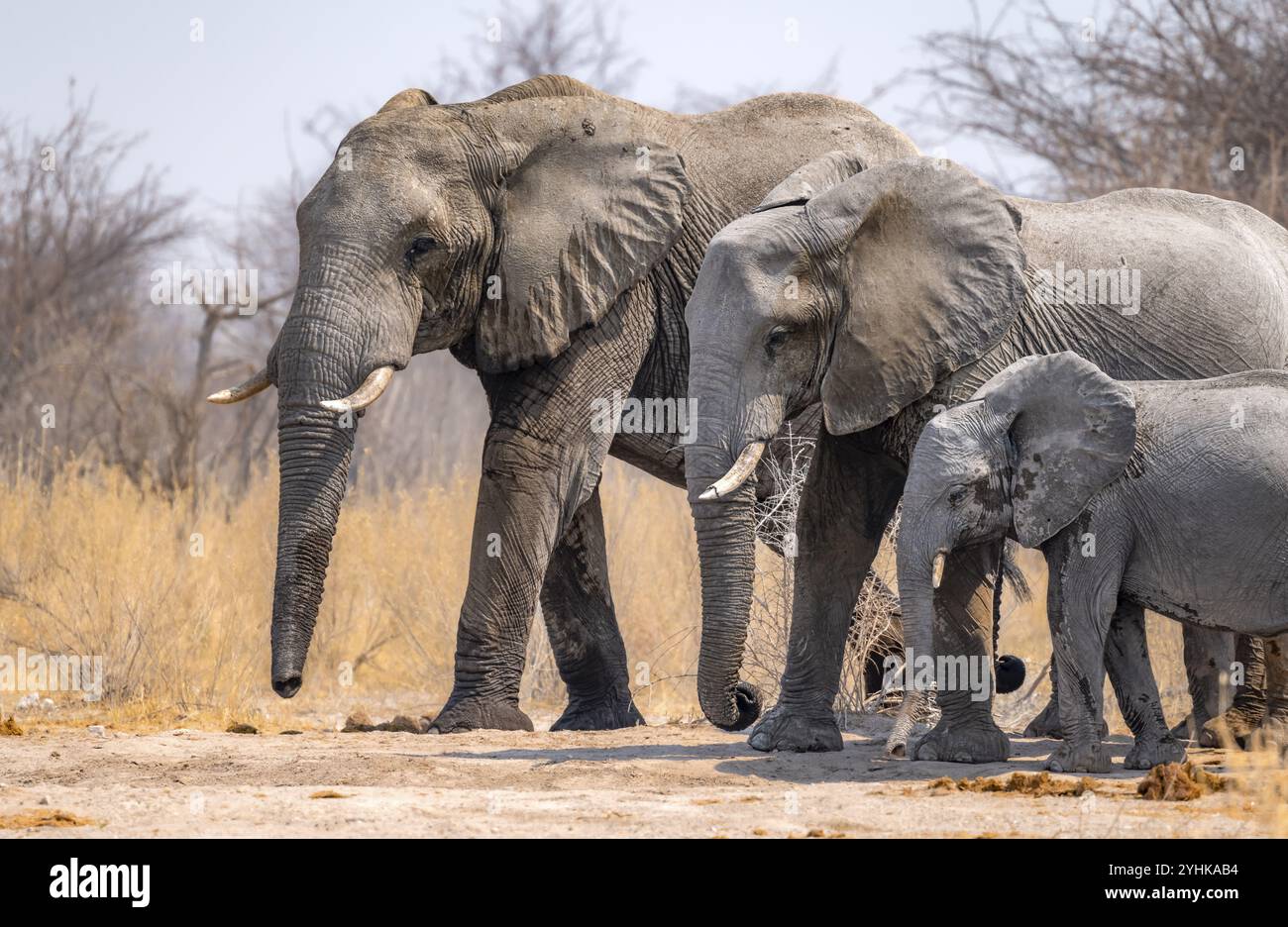 African elephant (Loxodonta africana), three elephants with young ...