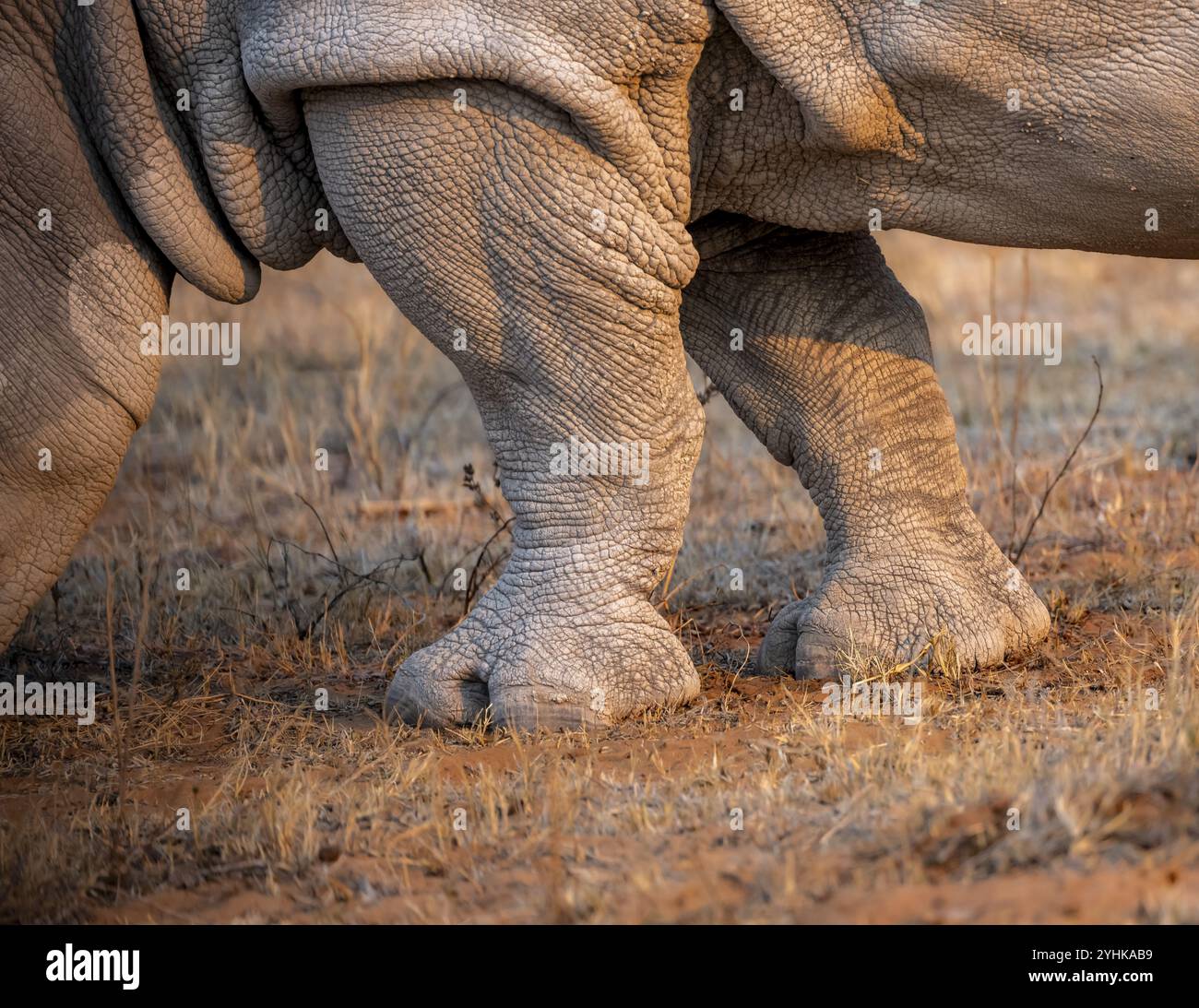 Endangered white rhinoceros botswana hi-res stock photography and ...