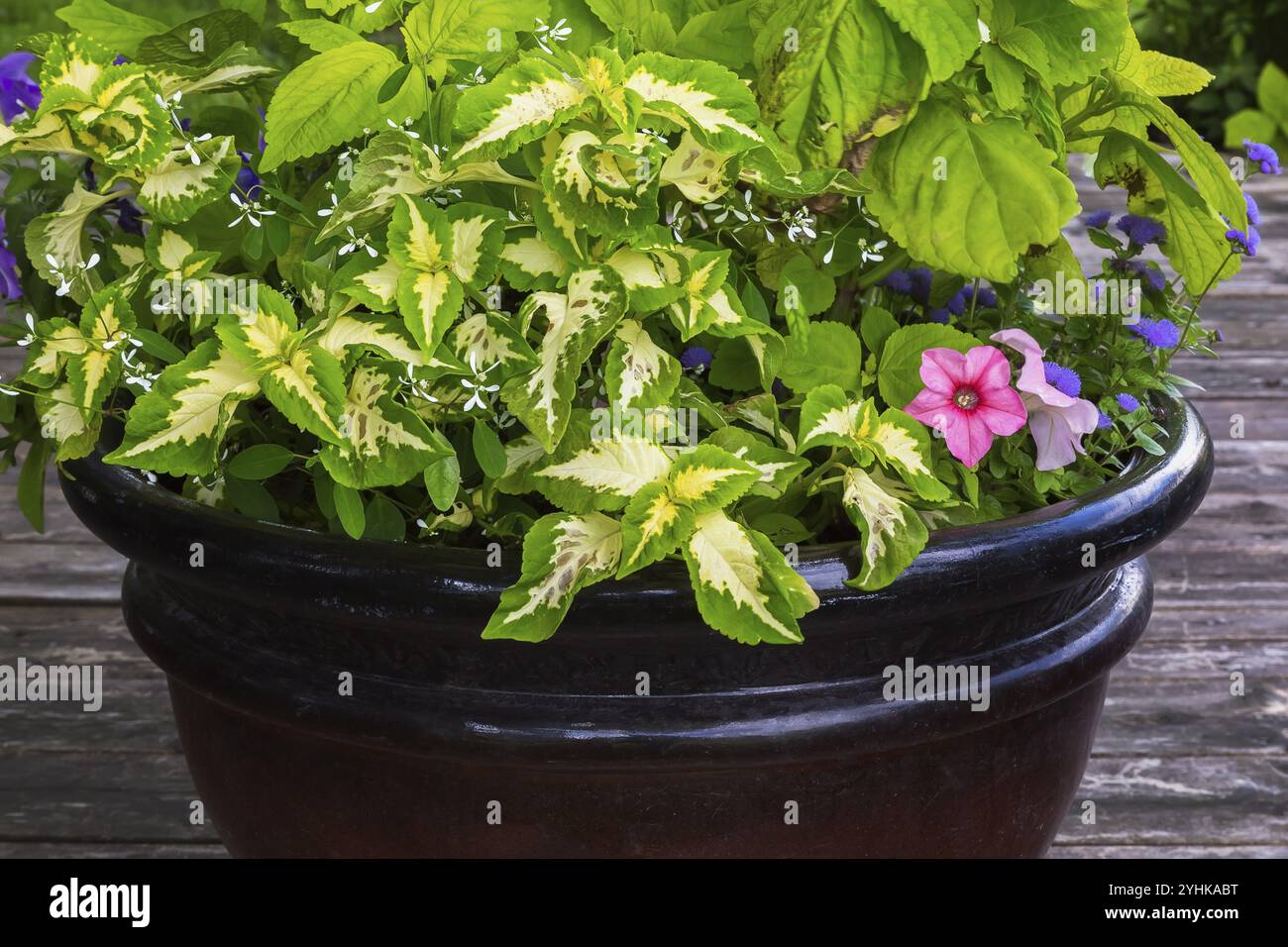 Mixed plants including Solenostemon, Coleus, pink Petunia and Ageratum ...