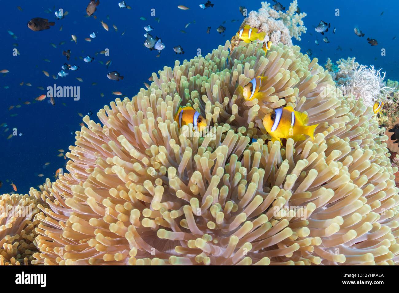 Anemone whit twoband anemonefish (Amphiprion bicinctus). Reef fish. Ras ...