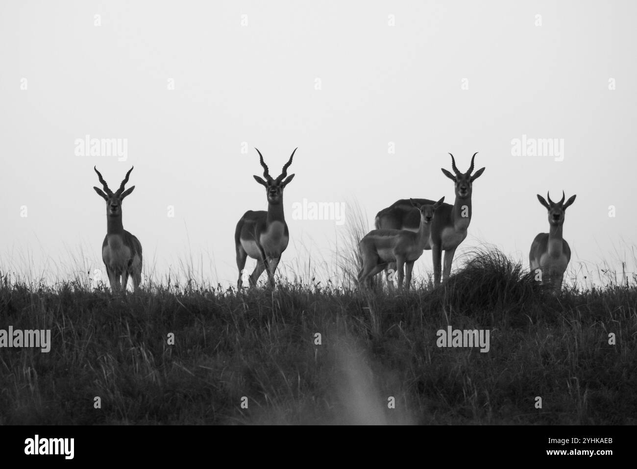 Blackbuck Antelope in Pampas plain environment, La Pampa province ...