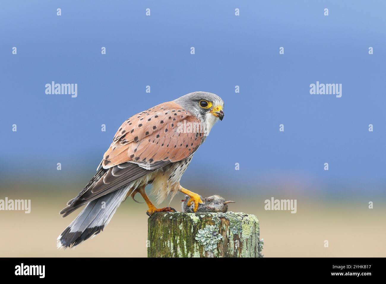 Kestrel (Falco tinnunculus) on a stake with a vole in the greenhouses ...