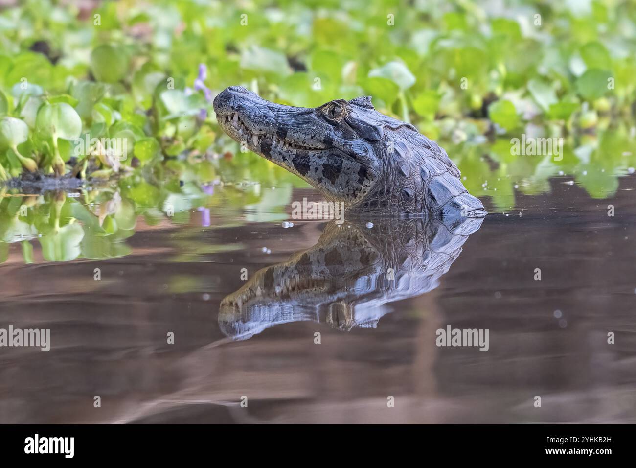 Spectacled caiman (Caiman crocodilus yacara), Crocodile (Alligatoridae ...