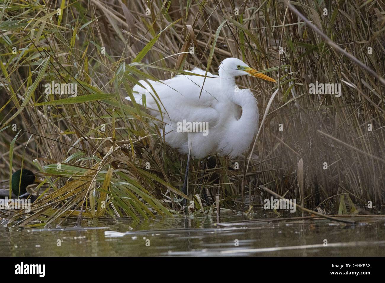 Great White Egret (Egretta alba) Germany Stock Photo - Alamy