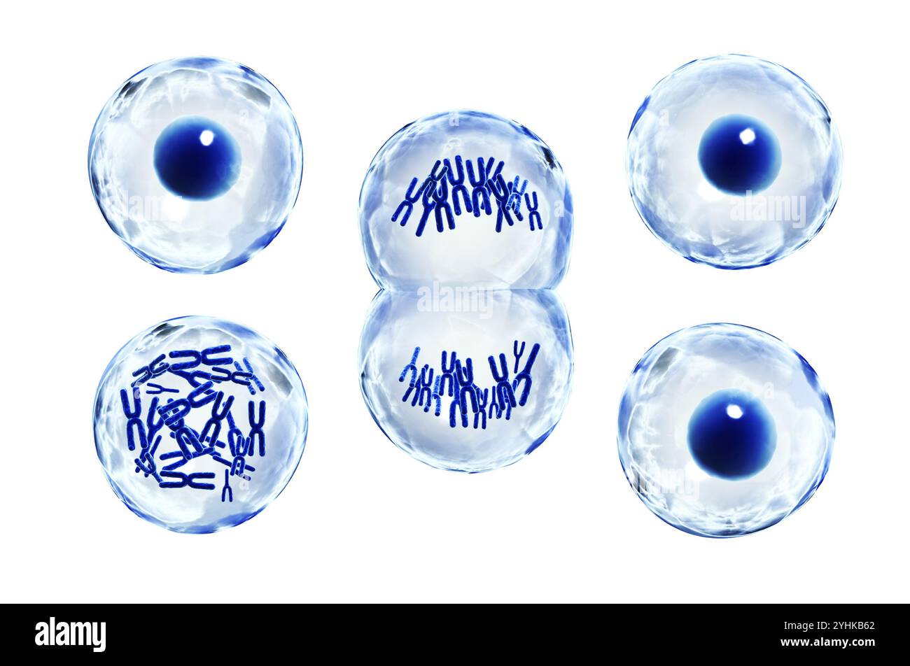 Cellular growth and development in scientific, biology and medical ...