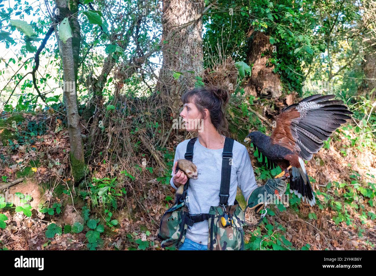 Falconry, Wild rabbit hunting with birds of prey and with the help of ...