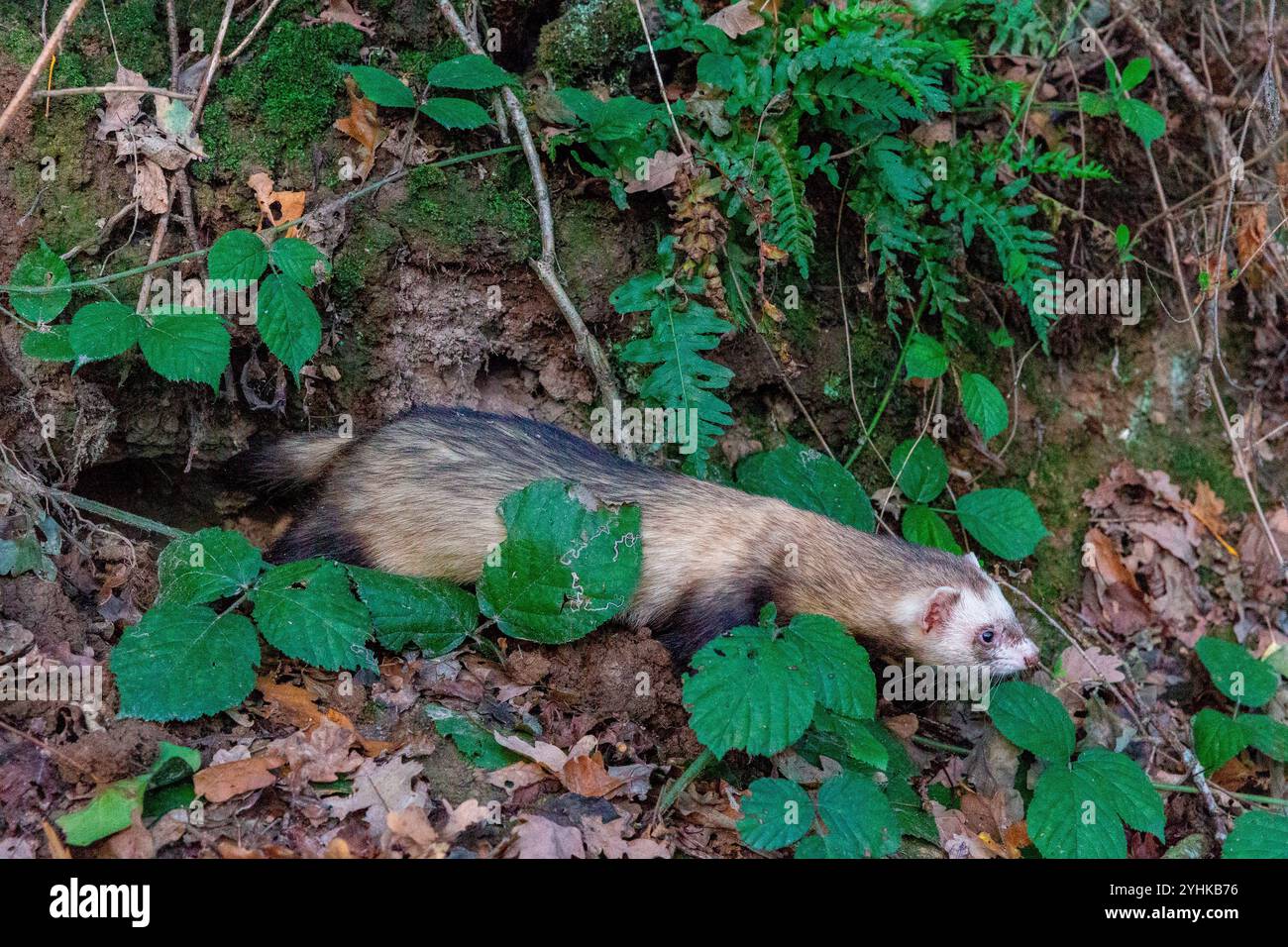 Falconry, Wild rabbit hunting with birds of prey and with the help of ...