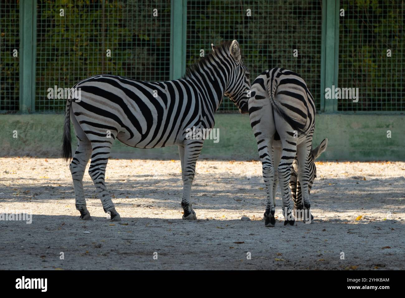 Zebras Zoo Enclosure Two Animals Stock Photo - Alamy