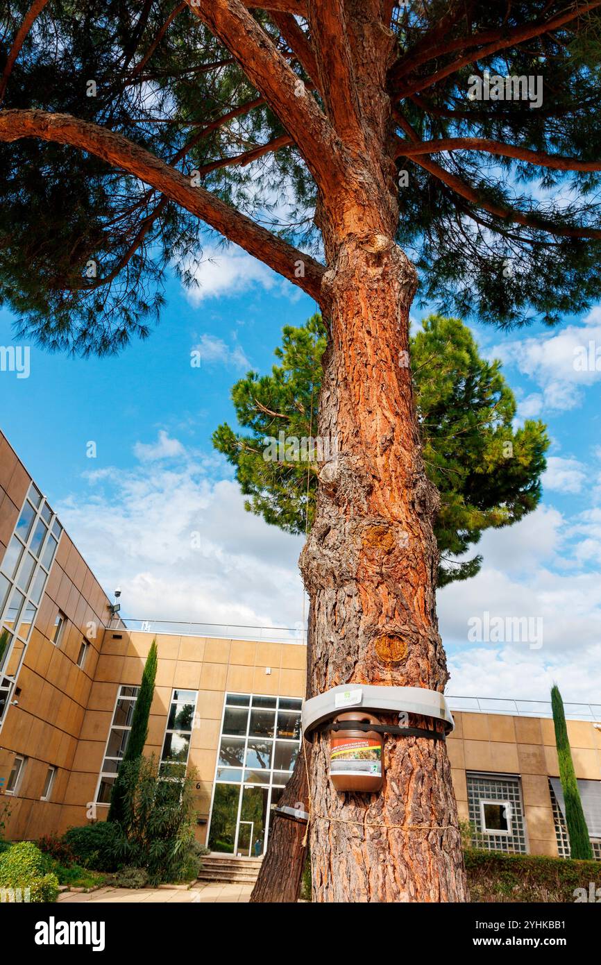 Trap for the natural capture of pine processionary caterpillars ...