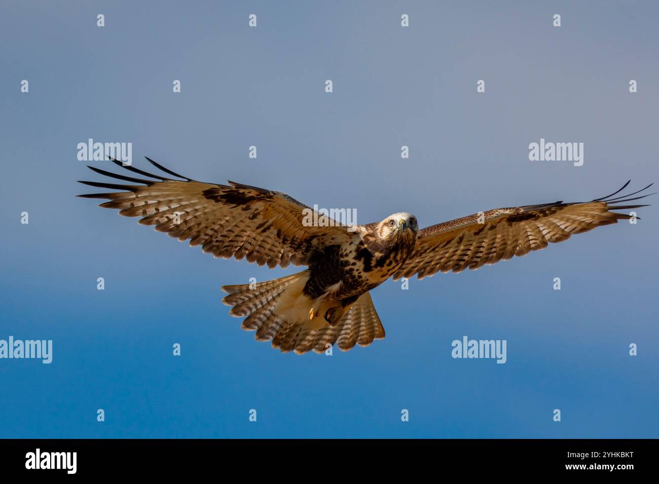 Chinese Hawk (Buteo hemilasius), in flight, Steppe, Eastern Mongolia ...