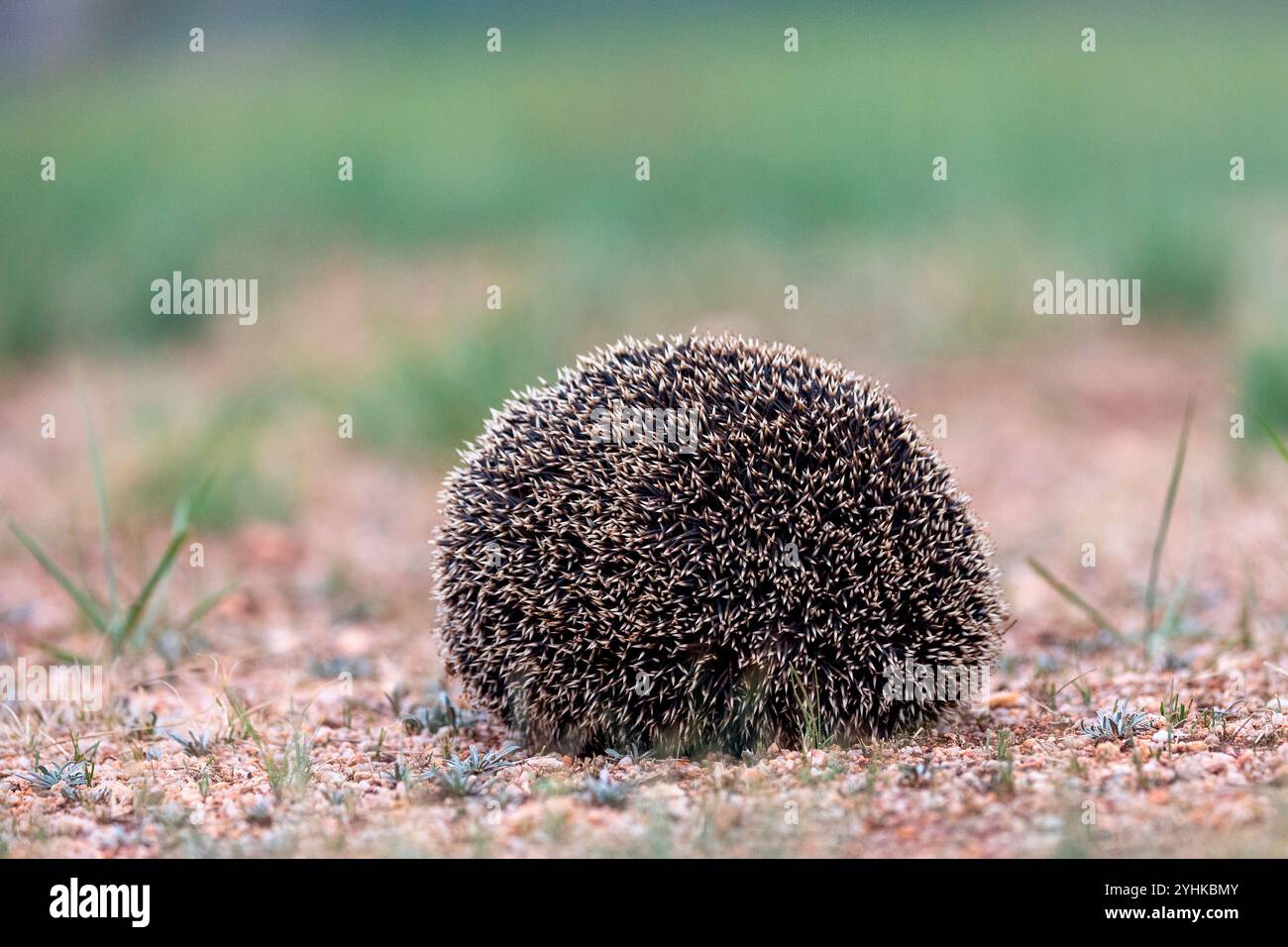 Daurian Hedgehog (Mesechinus dauuricus), ball, Steppe area, East ...