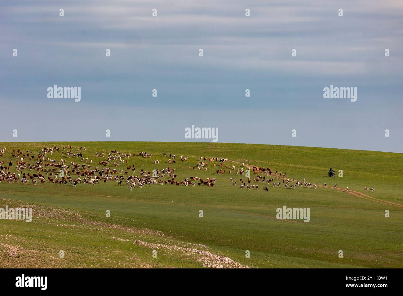 Herd of Goats and Sheep in the plain, Steppe, Eastern Mongolia ...