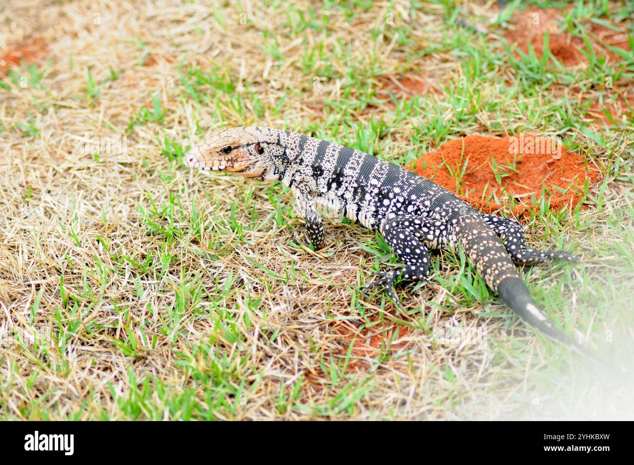 Small lizard on a lawn with concrete paving. top view Stock Photo - Alamy