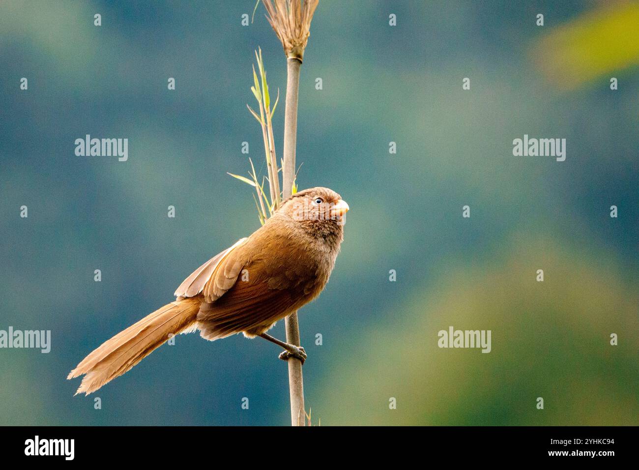 Brown parrotbill (Paradoxornis unicolor), perched on a bamboo ...