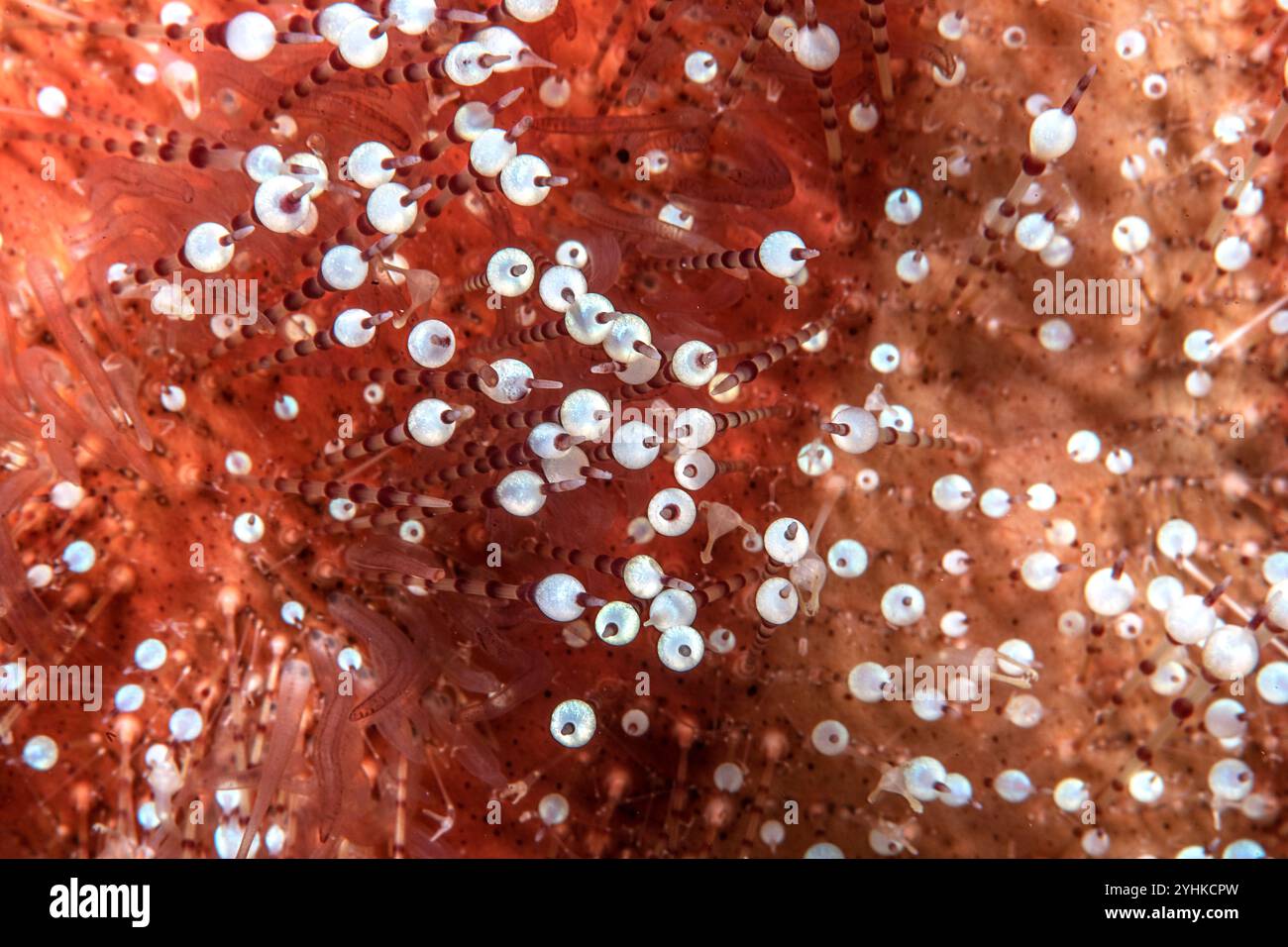 Fire Urchin (Asthenosoma sp). Detail of its spikes and poisonous glands ...