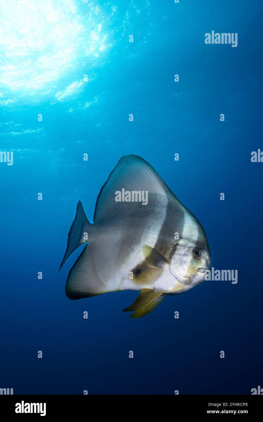 Batfish (Platax sp). Reef fish. Ras Muhammad National Park (Sharm Al ...