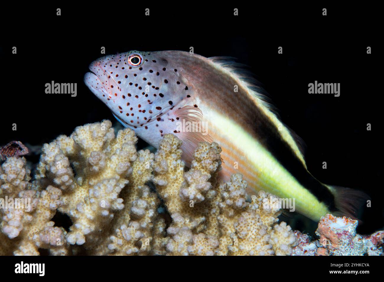 Black-side hawkfish (Paracirrhites forsteri). Reef fish. Ras Muhammad ...
