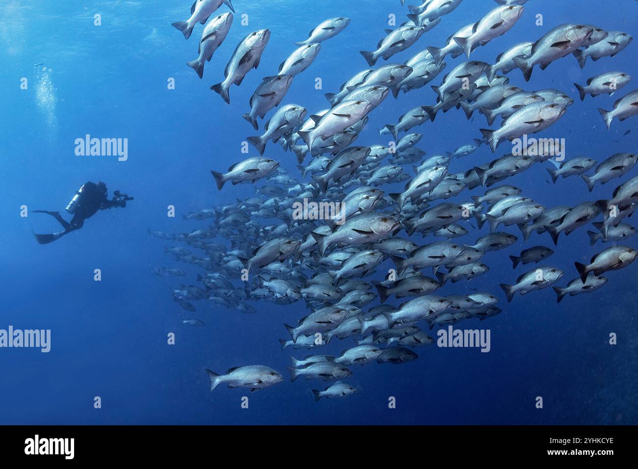 Shoal of Red Reef Snapper (Lutjanus bohar). Reef fish. Ras Muhammad ...