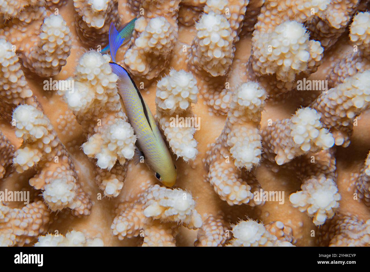 Red Sea Damselfish (Dascyllus marginatus). At night it takes refuge in ...