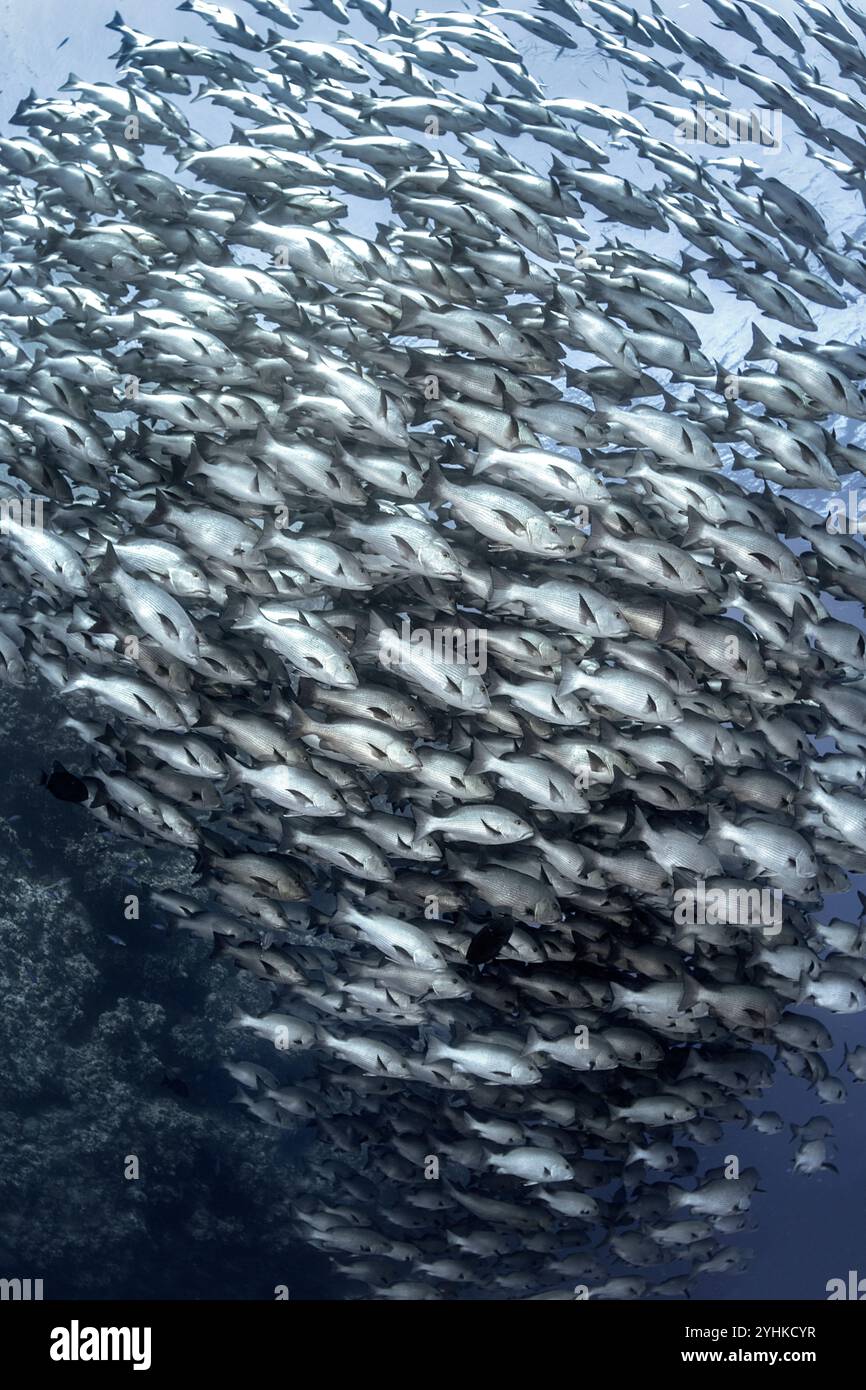 Shoal of Red Reef Snapper (Lutjanus bohar). Reef fish. Ras Muhammad ...