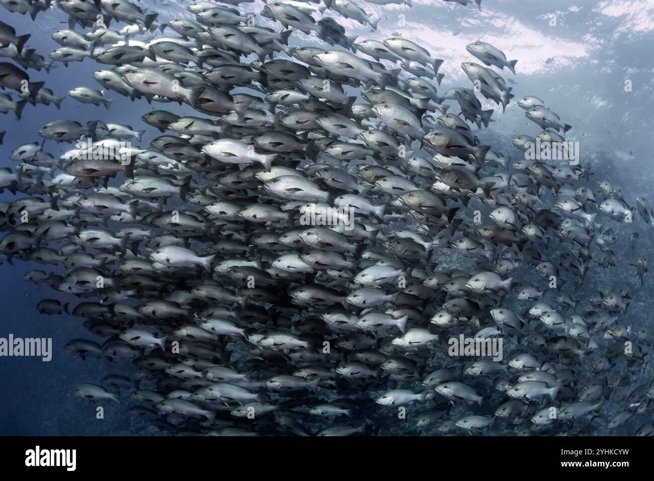 Shoal of Red Reef Snapper (Lutjanus bohar). Reef fish. Ras Muhammad ...