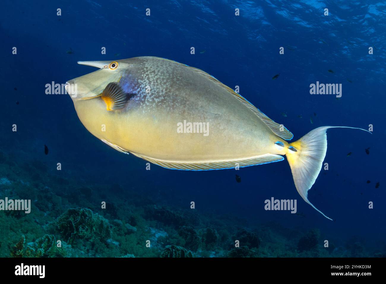 Puffer fish (Naso unicornis). Reef fish. Ras Muhammad National Park ...