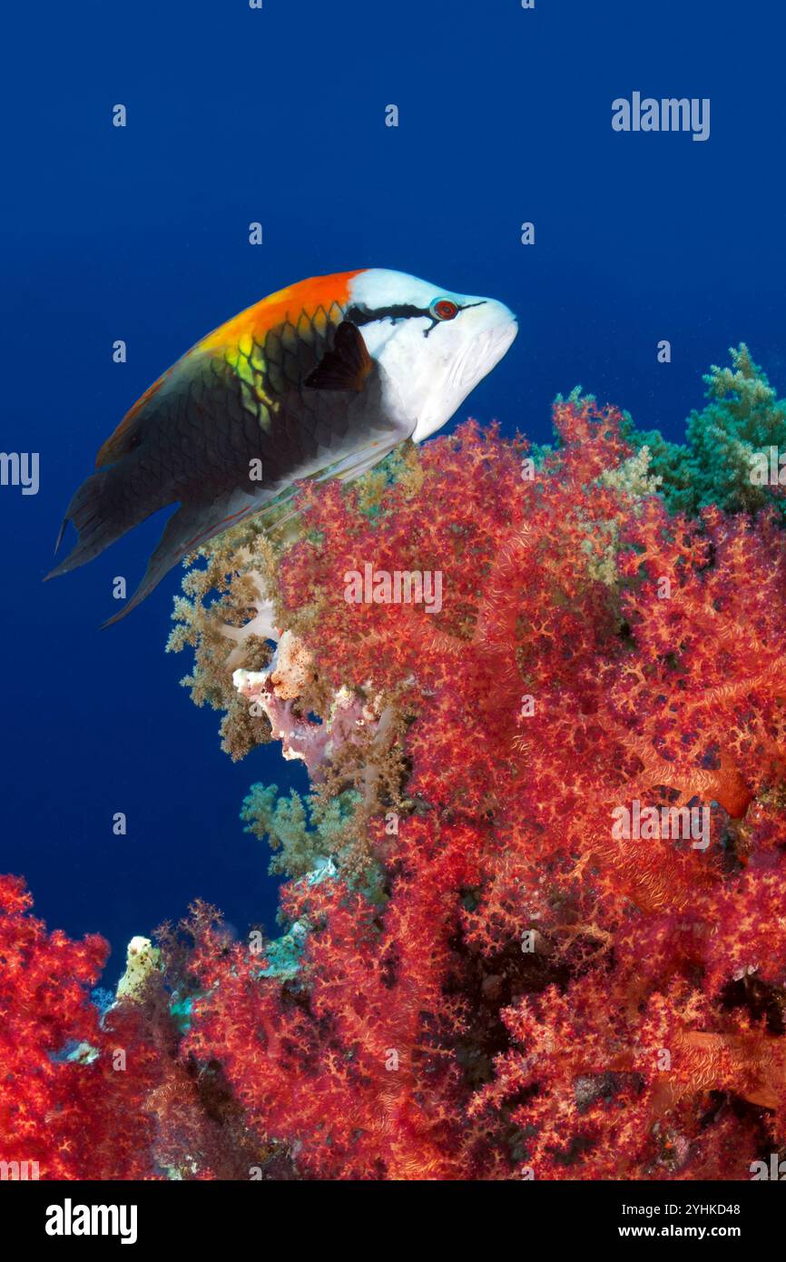 Slingjaw wrasse (Epibulus insidiator), male. Reef fish. Ras Muhammad ...