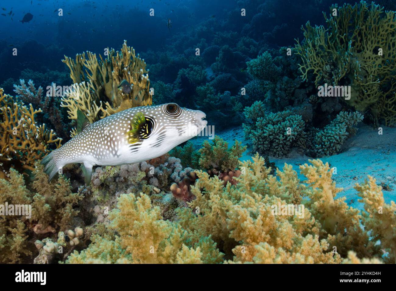 White-spotted Puffer fish (Arothron hispidus) at night. Reef fish. Ras ...