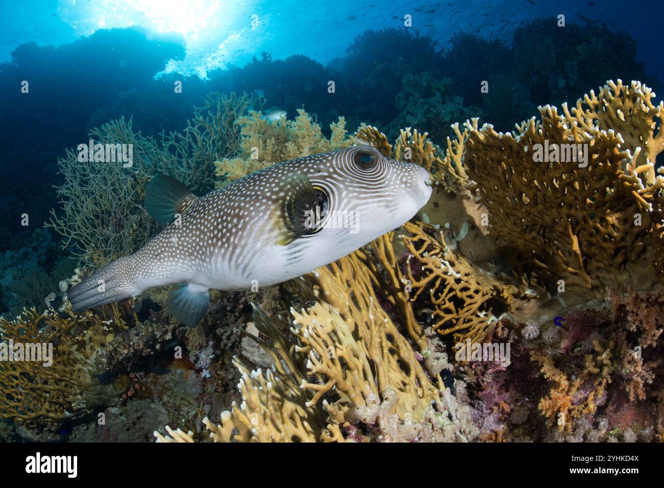 White-spotted Puffer fish (Arothron hispidus) at night. Reef fish. Ras ...