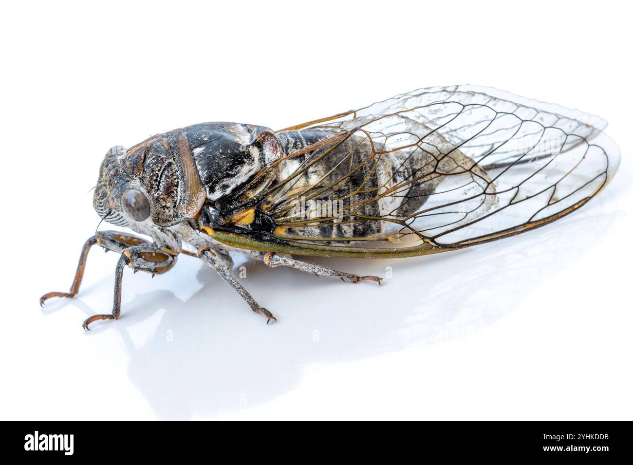 Common Cicada (Lyristes plebejus), Bouches-du-Rhone, France Stock Photo ...