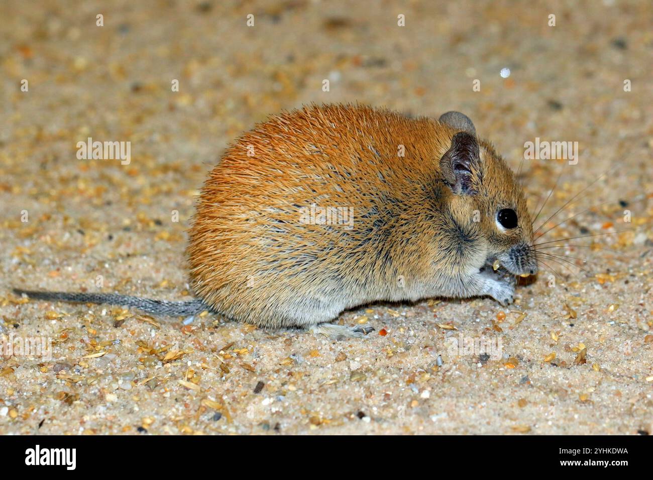 Golden Spiny Mouse (Acomys russatus), captive, Germany Stock Photo - Alamy