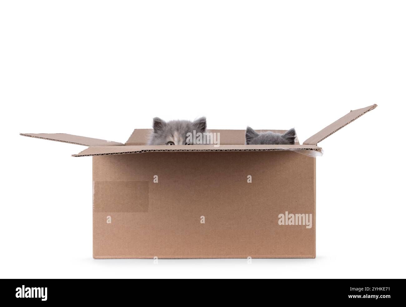 2 Cute British short- and longhair cat kittens, sitting in brown carton ...